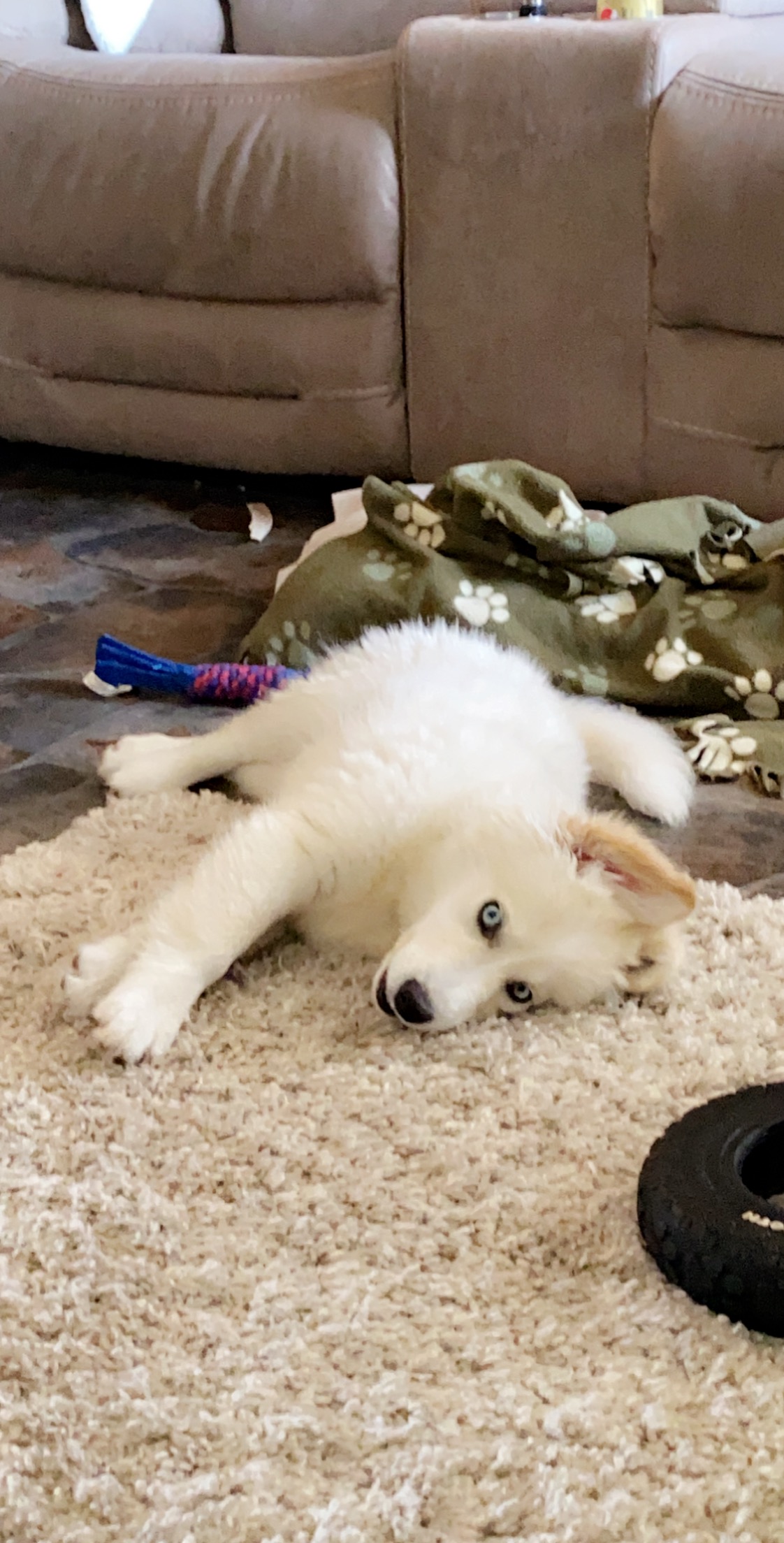 Pawbe Puppies for Sale, Sell your Puppies, Cutest Dog Contest