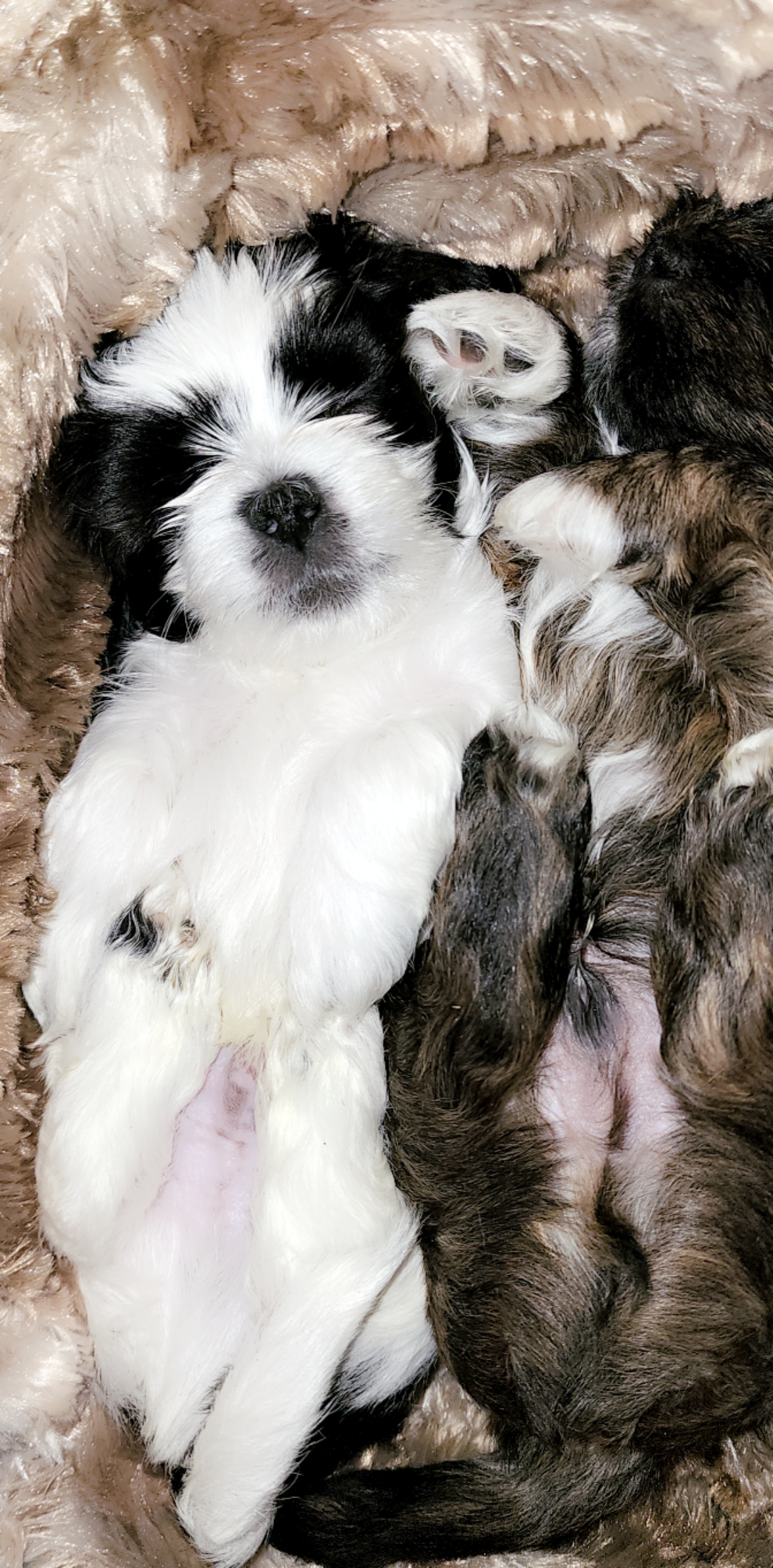 Sell Puppies Online 🐶 - Puppies Near You for Sale | Pawbe 🐾